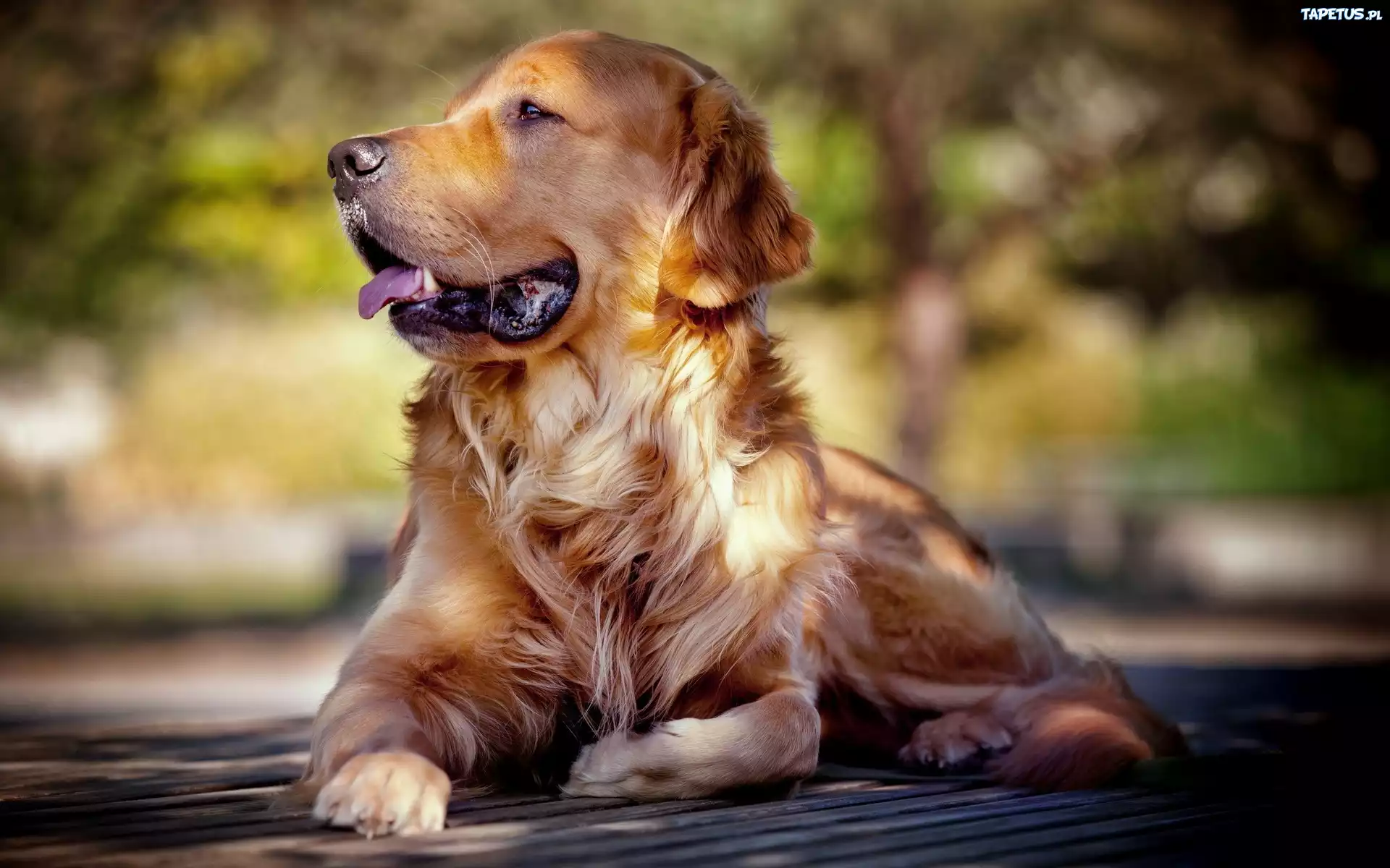 Golden Retriever Complete Guide To The Friendly Family Dog Care Golden Retriever Complete Guide To The Friendly Family Dog Care