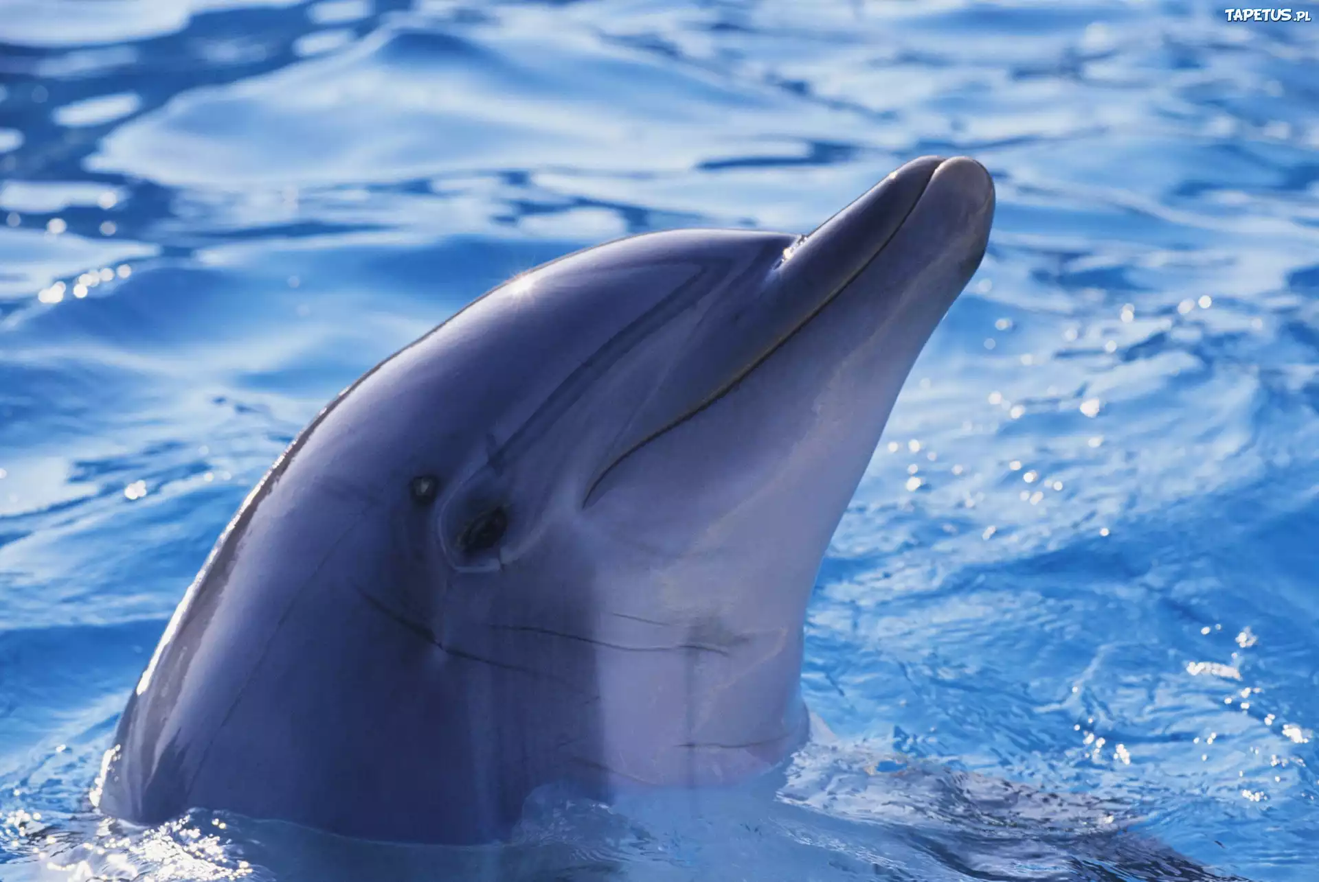 Delfin Woda