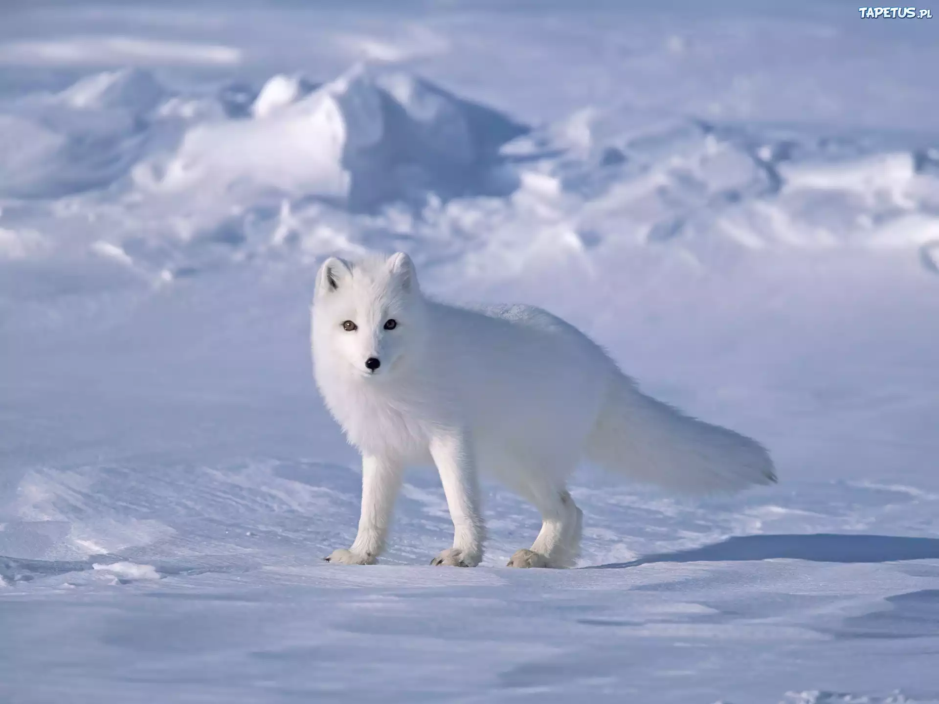 Lis Polarny nieg Lis Polarny nieg
